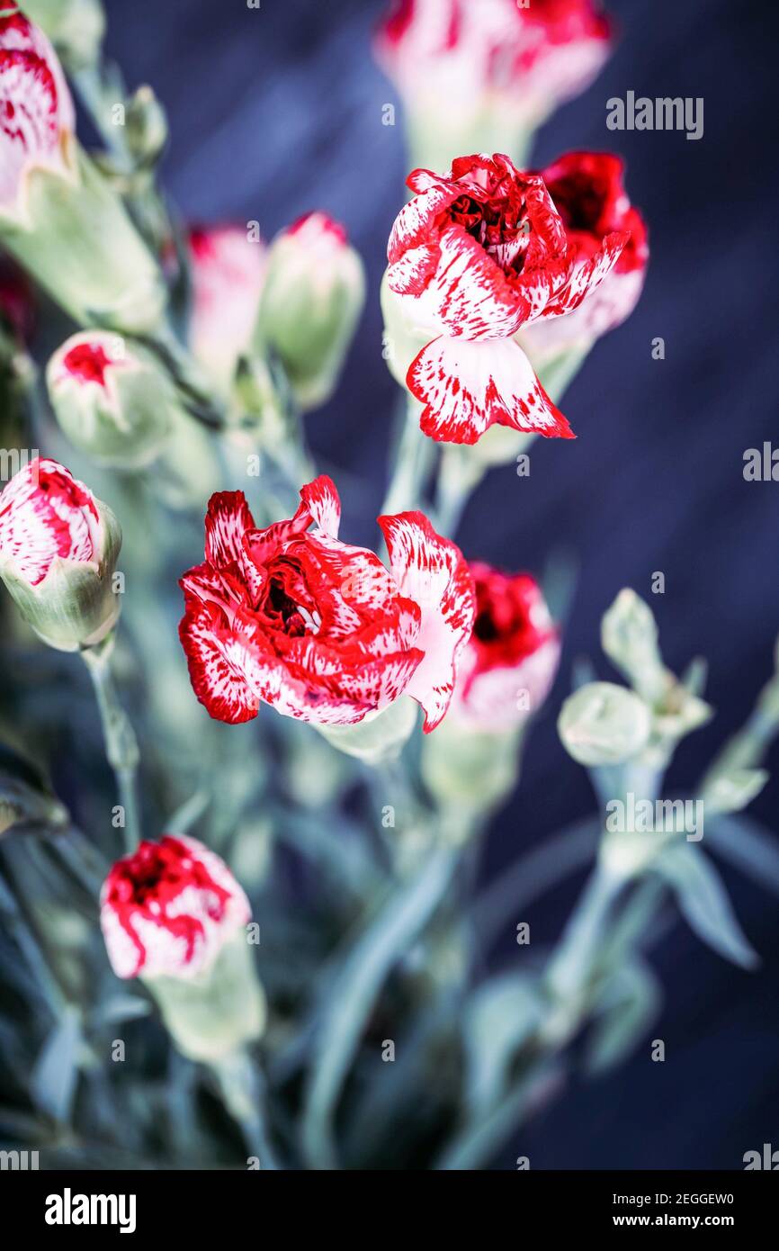 Carnation bouquet hi-res stock photography and images - Alamy