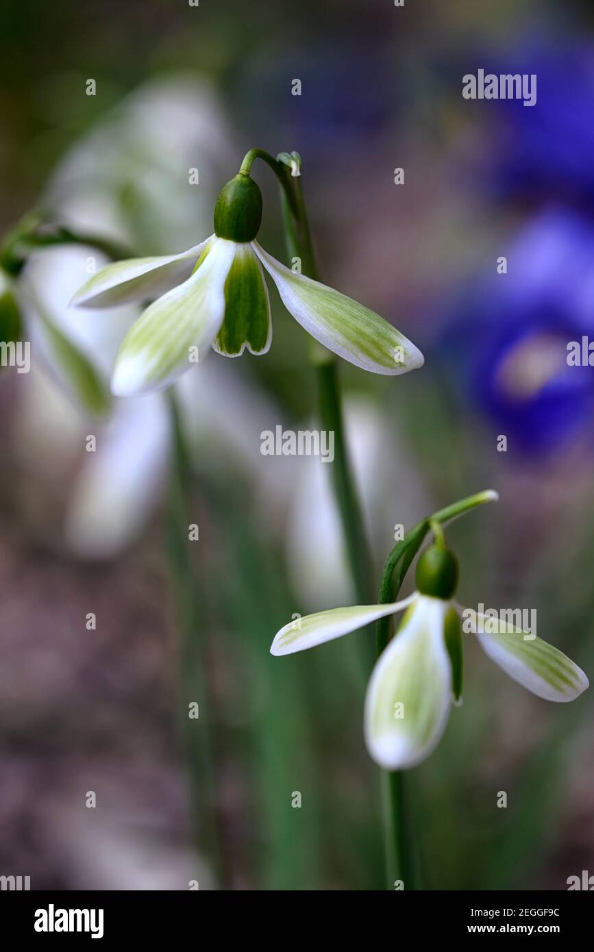 Iris Reticulata And Snowdrop High Resolution Stock Photography and ...