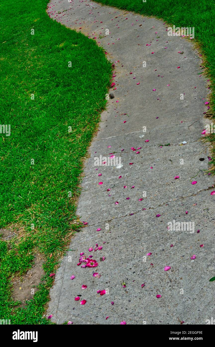 Vertical shot of a narrow pathway in a park Stock Photo - Alamy