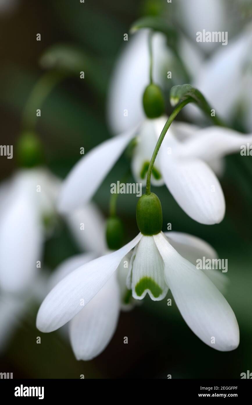 Galanthus Magnet,snowdrop,snowdrops, spring, flower, flowers, flowering ...