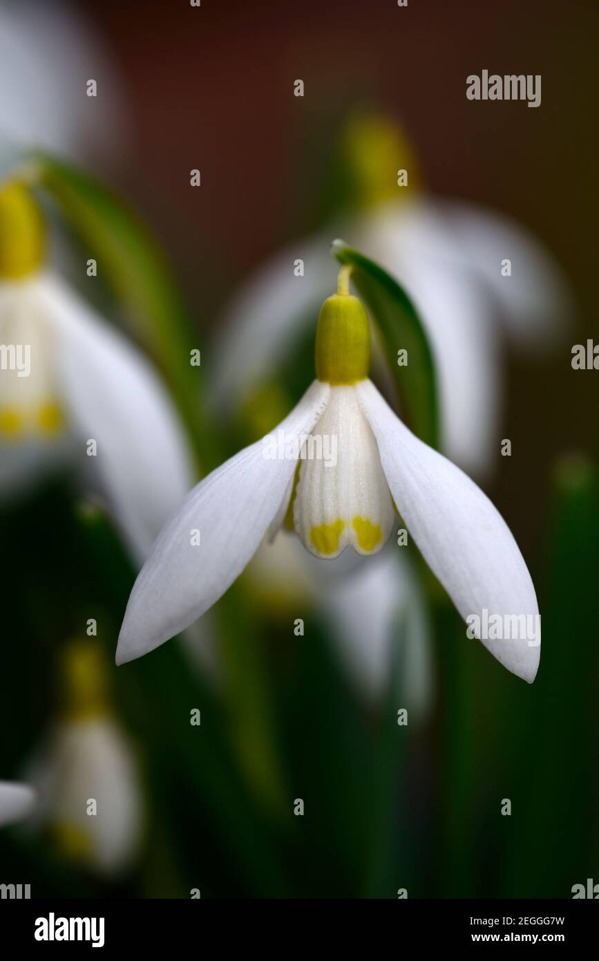 Galanthus nivalis sandersii hi-res stock photography and images - Alamy