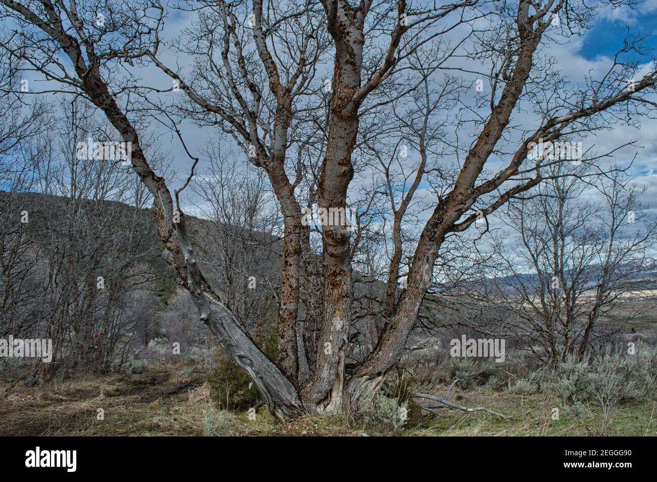 Landscape with a lot of leafless trees and bushes under a cloudy sk ...
