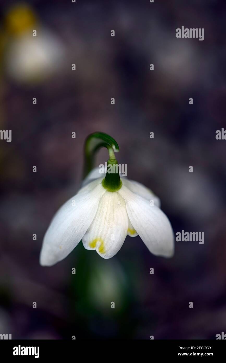 Yellow double snowdrop hi-res stock photography and images - Alamy