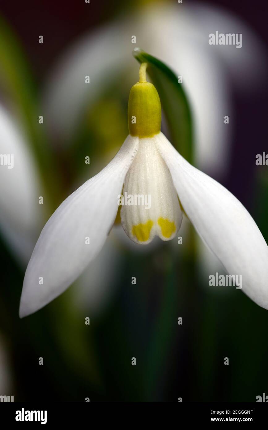 Galanthus nivalis sandersii hi-res stock photography and images - Alamy