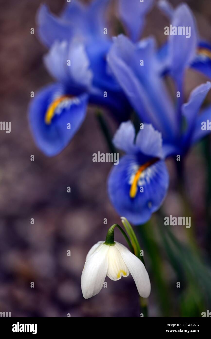 Lady elphinstone snowdrop hi-res stock photography and images - Alamy