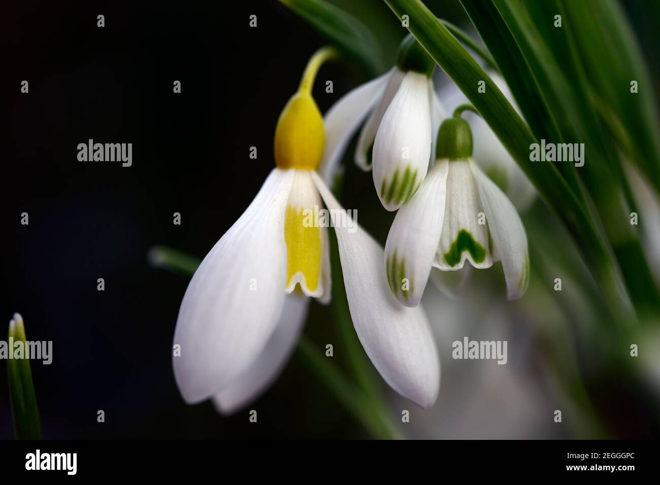 Wendy’s gold snowdrop hi-res stock photography and images - Alamy