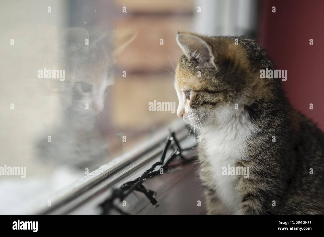 Cute kitten looking out of the window Stock Photo - Alamy