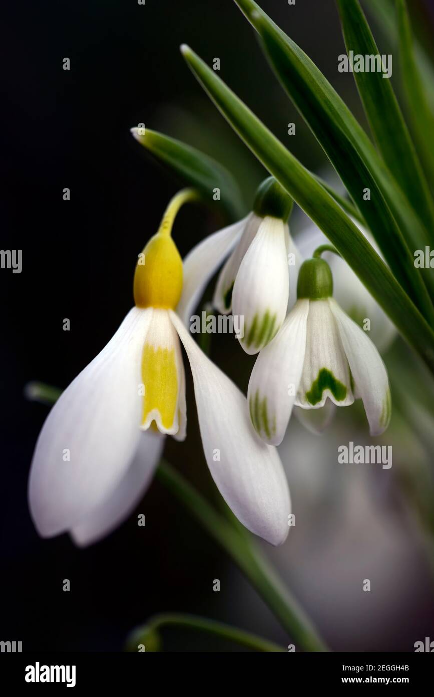 Wendy’s gold snowdrop hi-res stock photography and images - Alamy