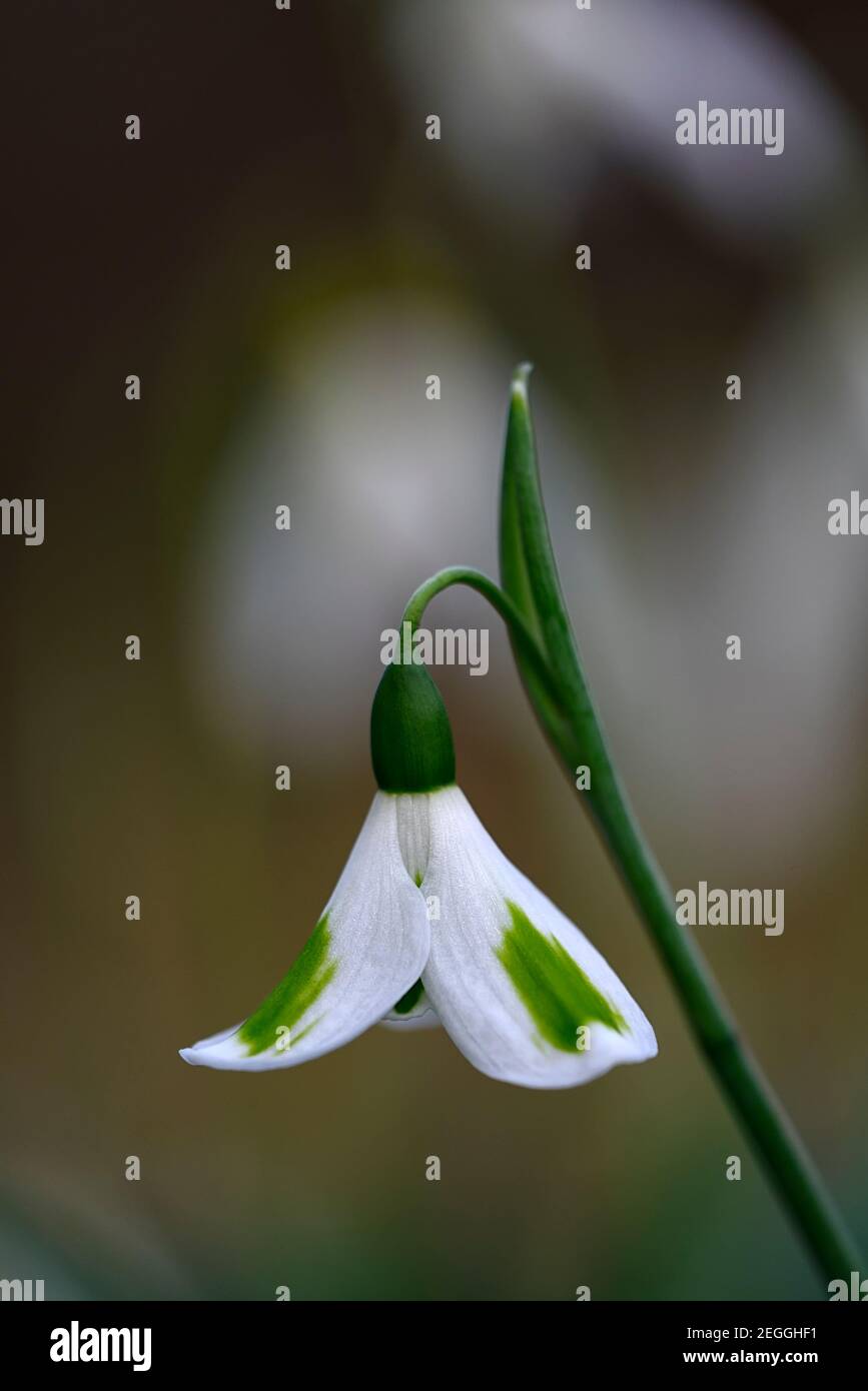 Wendy’s gold snowdrop hi-res stock photography and images - Alamy