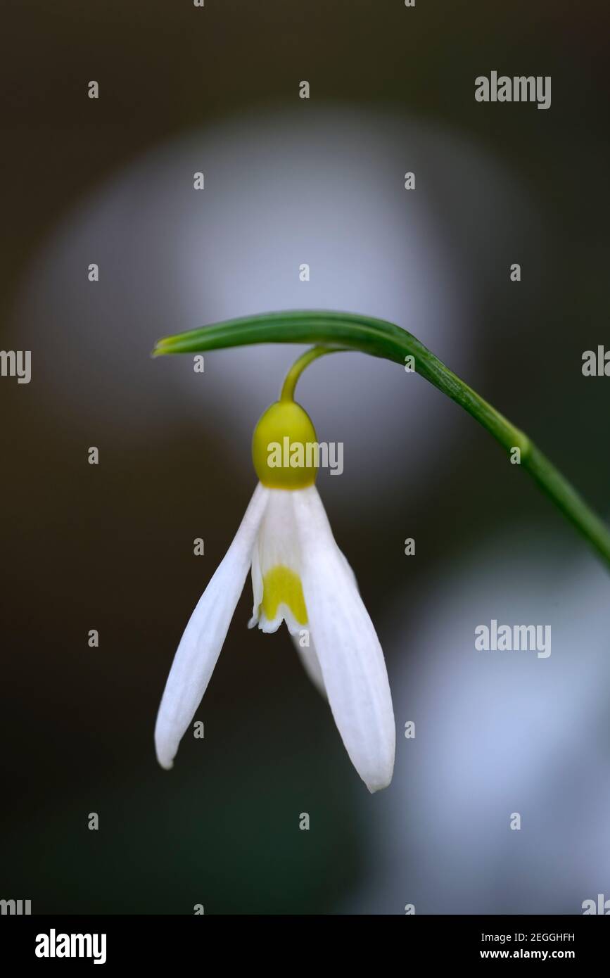 galanthus sarah dumont,yellow snowdrop,yellow snowdrops, spring, flower ...