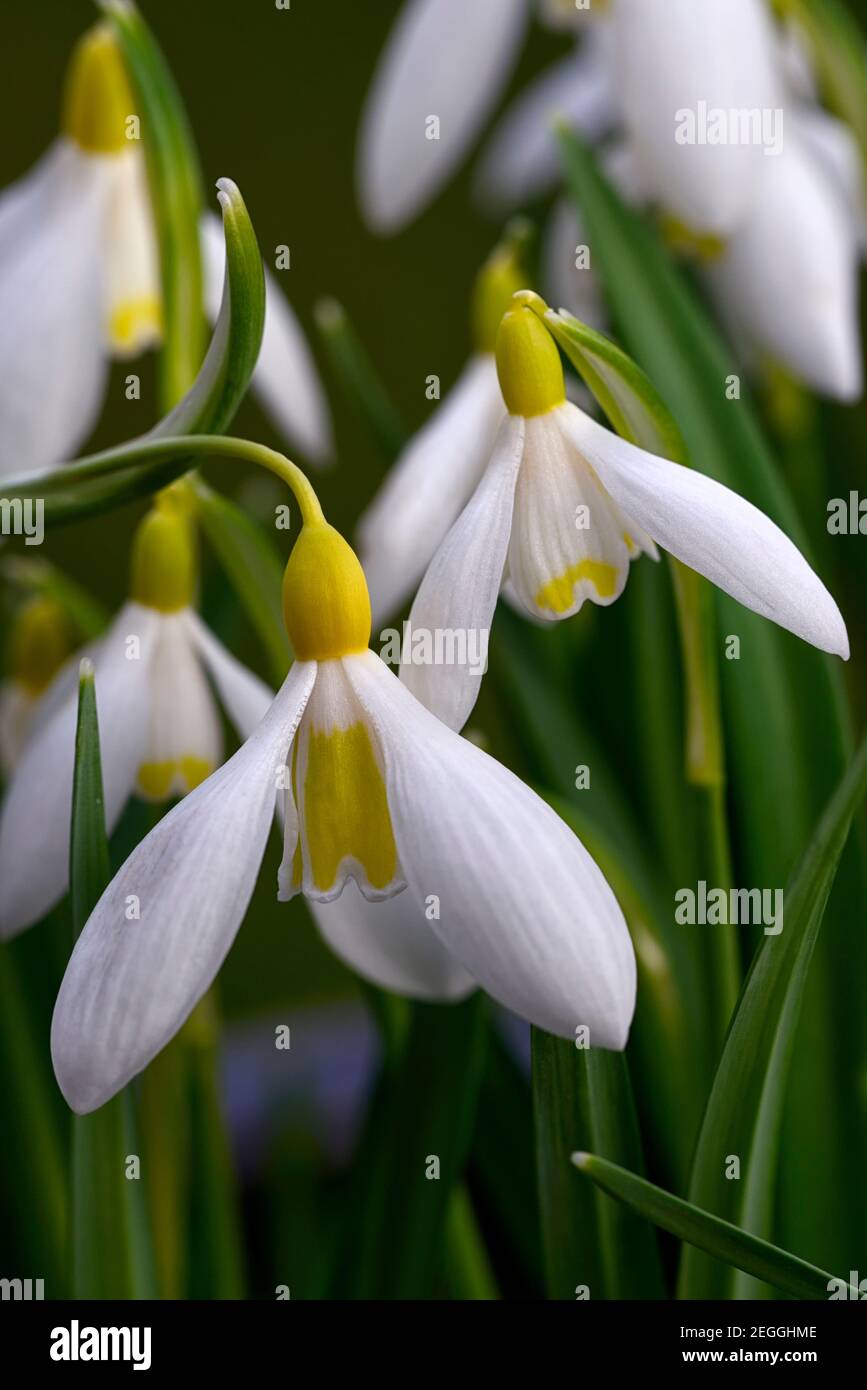 galanthus wendy's gold,galanthus ray cobb,yellow snowdrop,yellow ...