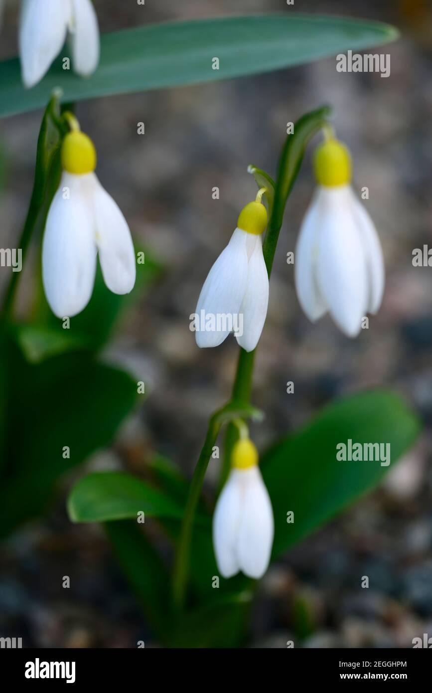 Galanthus Woronowii Elizabeth Harrison,yellow snowdrop,yellow snowdrops ...