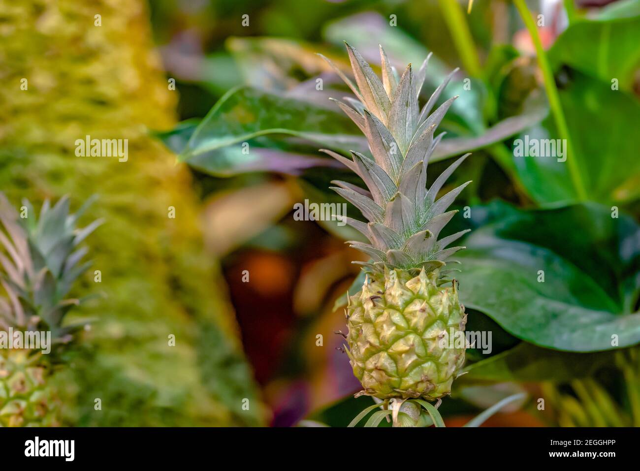 small pineapple growing on a bush, in a nursery Stock Photo - Alamy