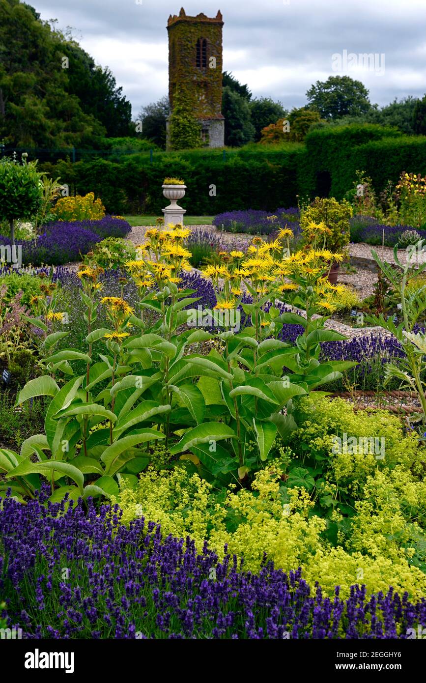 Inula helenium,lavender,alchemilla,blue and yellow flowers,walled ...