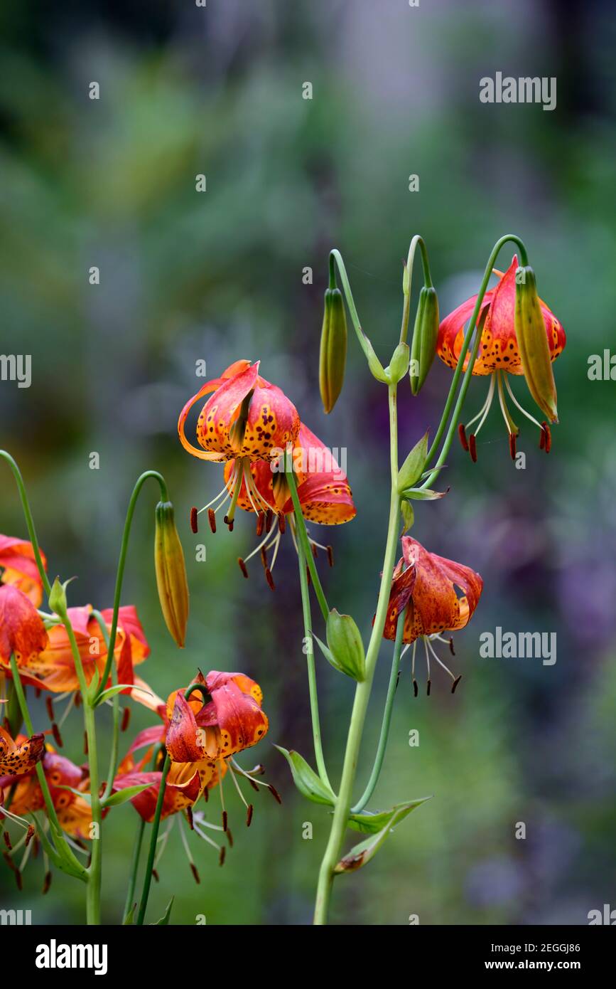 Spotted lily hi-res stock photography and images - Alamy