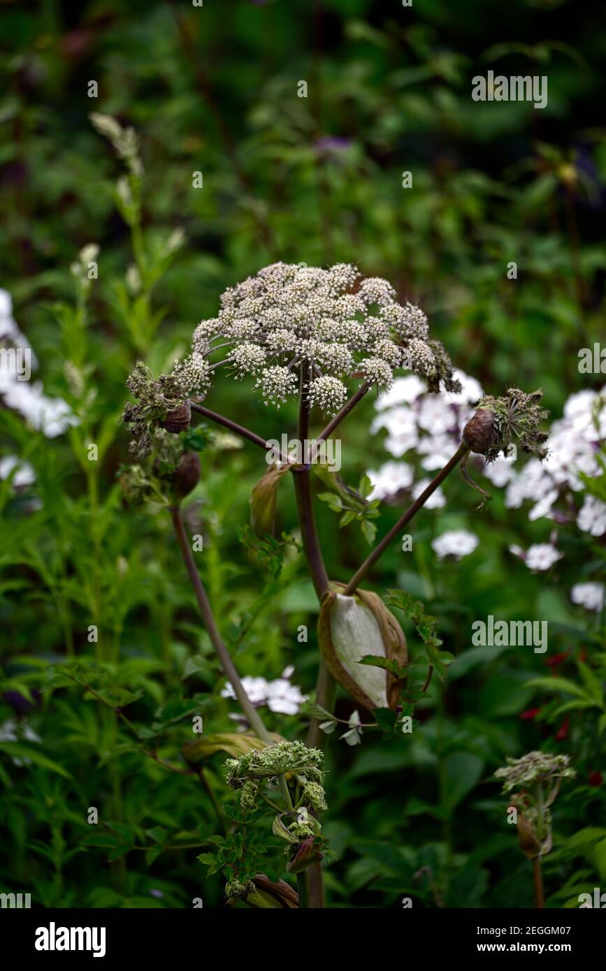 Angelica sylvestris purpurea Vicar’s Mead,Wild angelica,purple stems ...