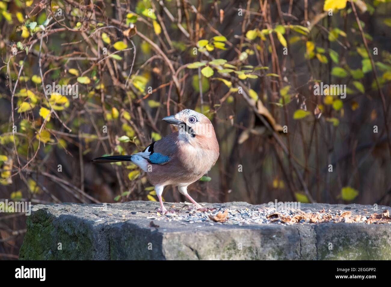 Jaybird hi-res stock photography and images - Alamy