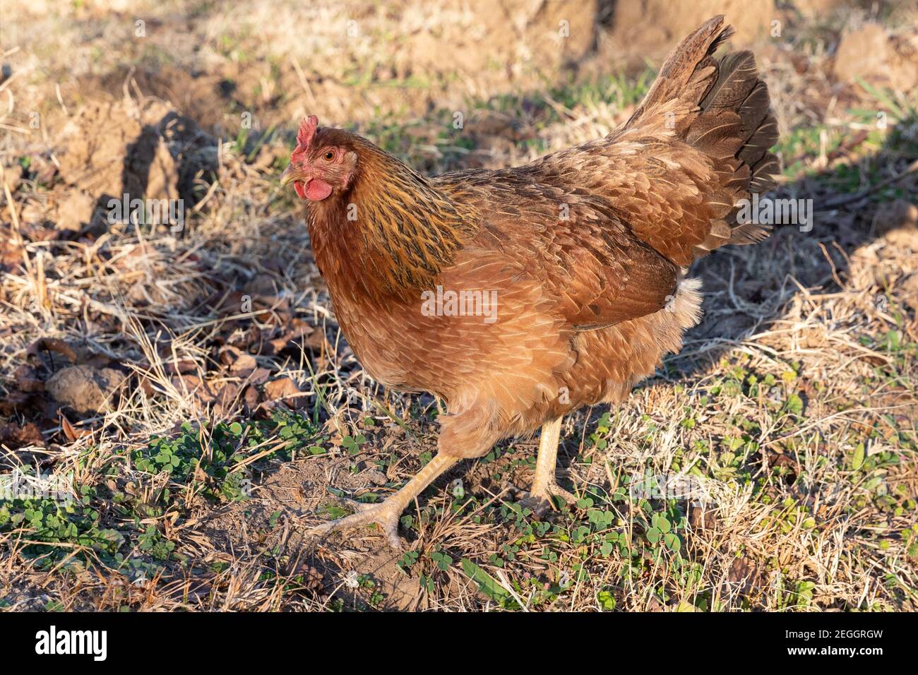 Hen and chicken hi-res stock photography and images - Alamy