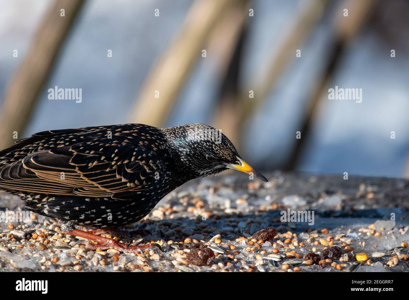 Black grey plumage hi-res stock photography and images - Alamy