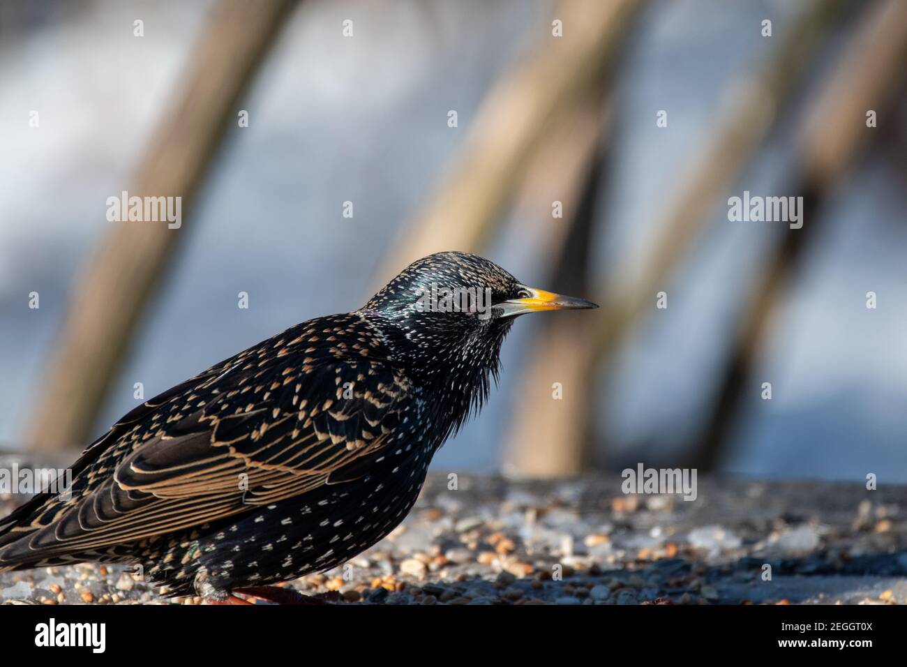 Grey Starling High Resolution Stock Photography and Images - Alamy