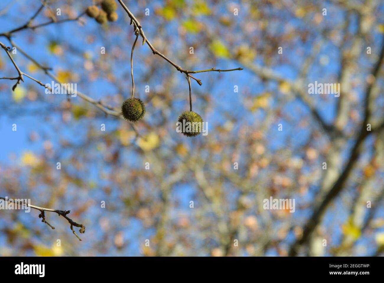 Sycamore tree branch hi-res stock photography and images - Alamy
