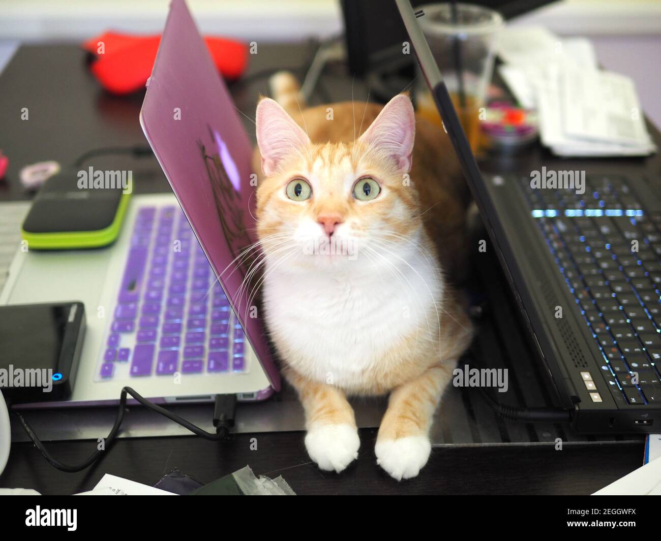 Mika the orange tabby Stock Photo - Alamy