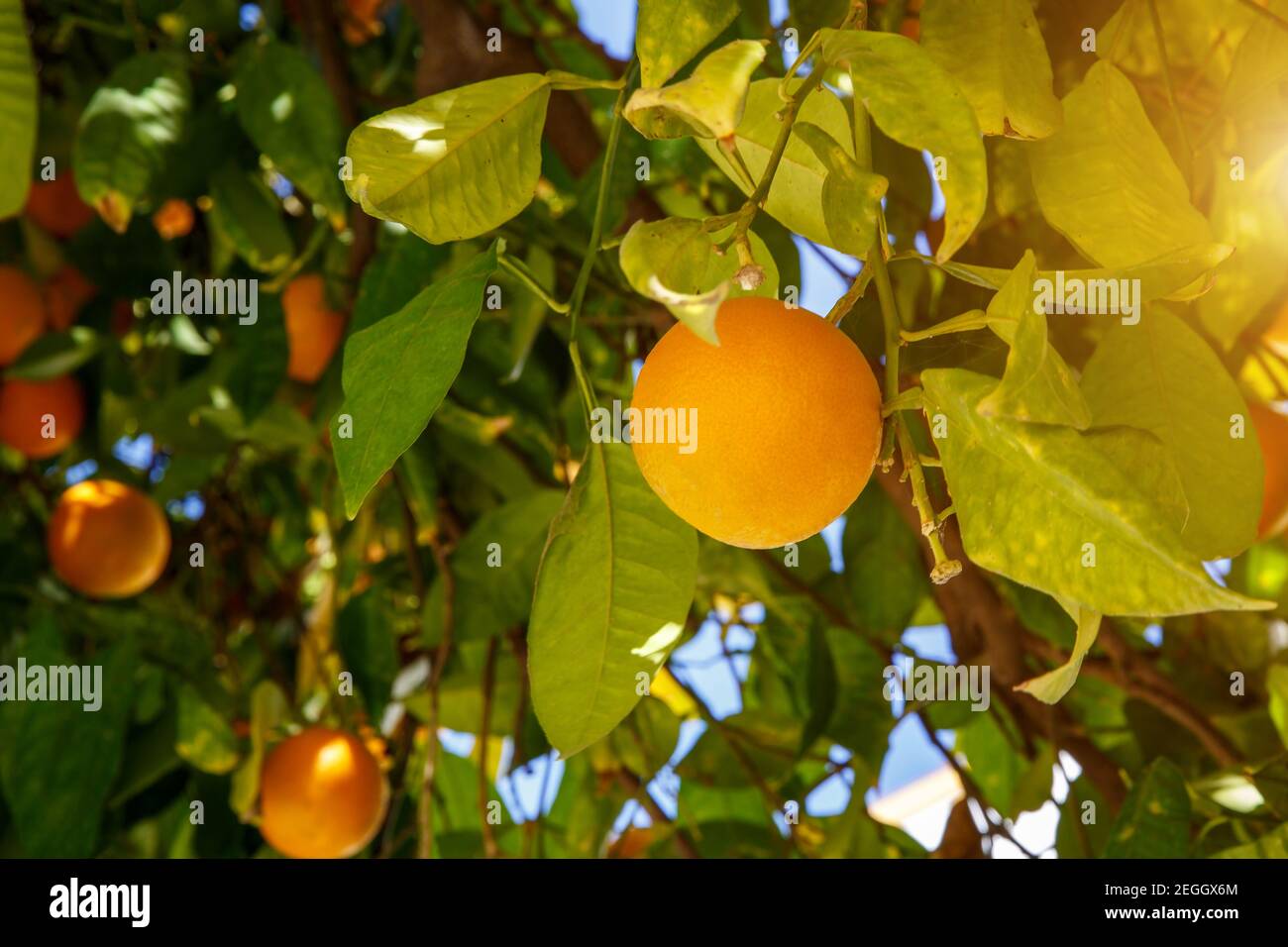 Sun light mandarin tree close hi-res stock photography and images - Alamy