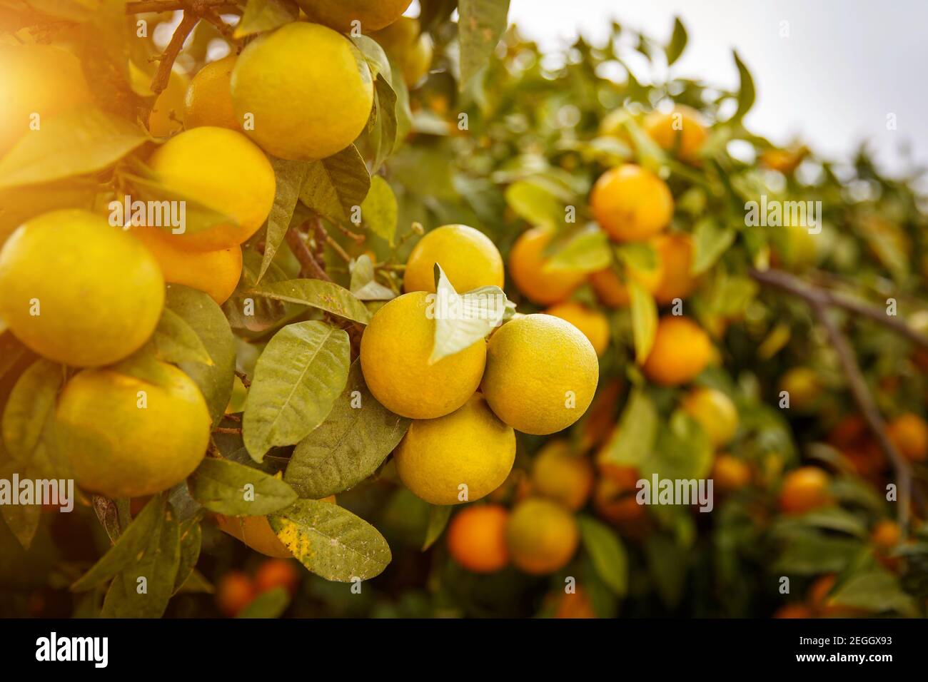 Mandarins on the tree, Mandarin oranges which mean - Lucky - for ...