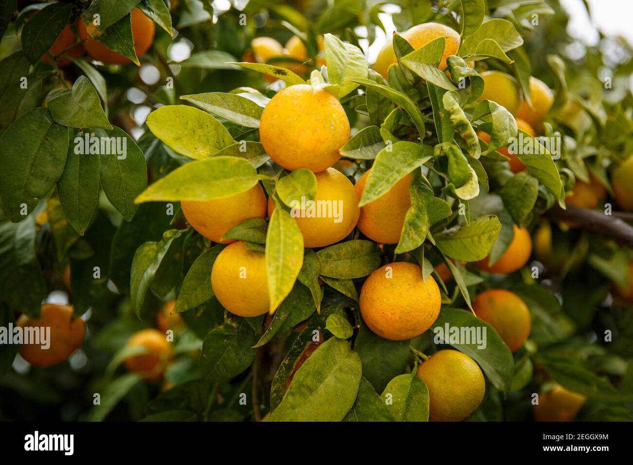 Mandarin27shouse hi-res stock photography and images - Alamy