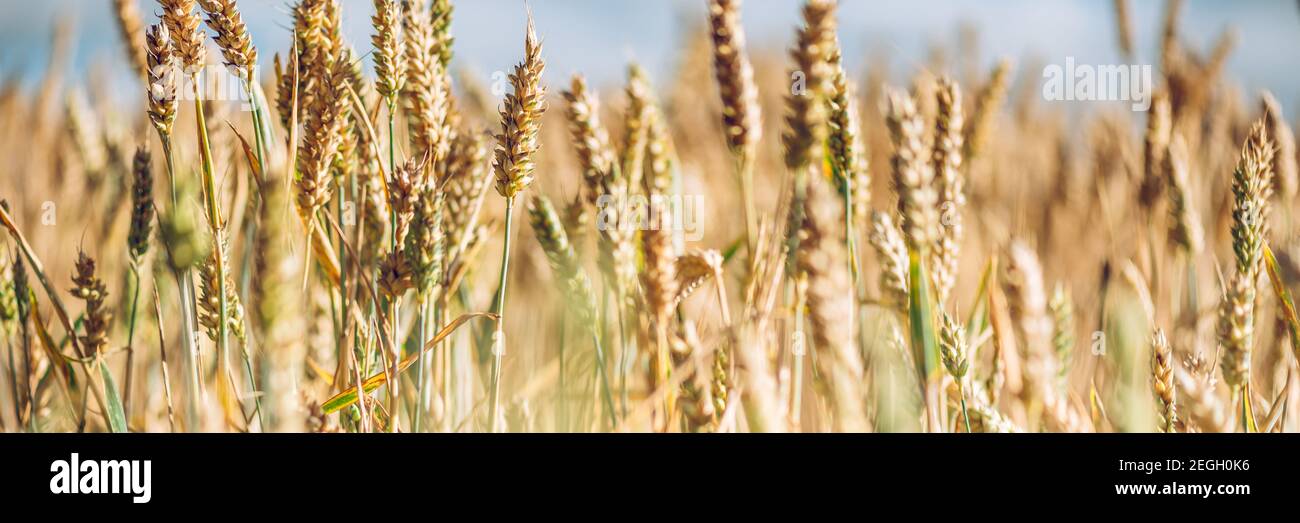 Field of golden wheat Stock Photo - Alamy