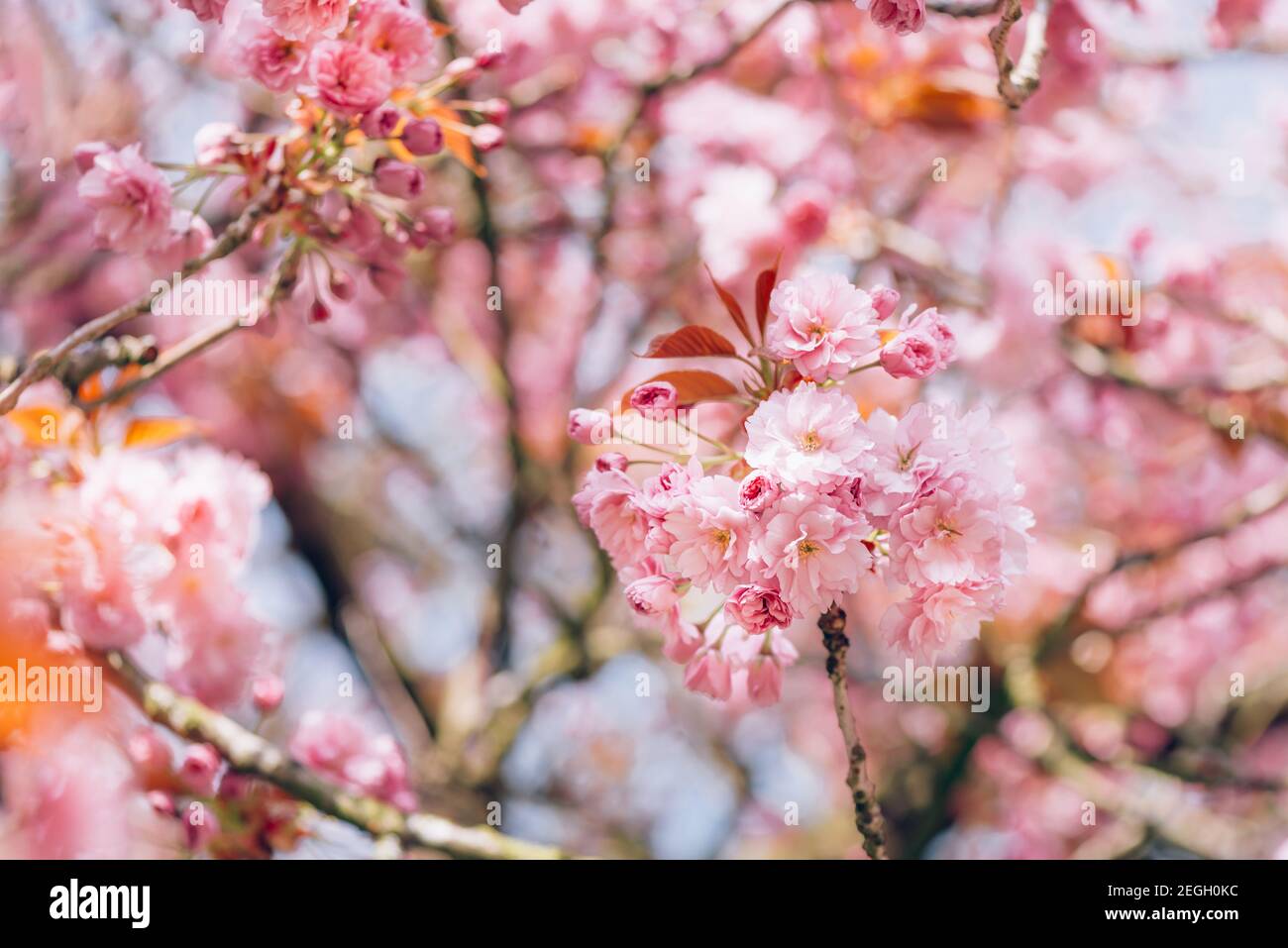 Sakura flowers in bloom Stock Photo - Alamy
