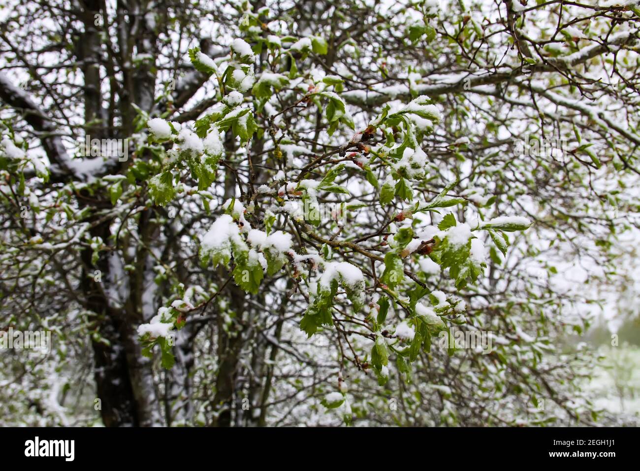 Abnormal growth on trees hi-res stock photography and images - Alamy