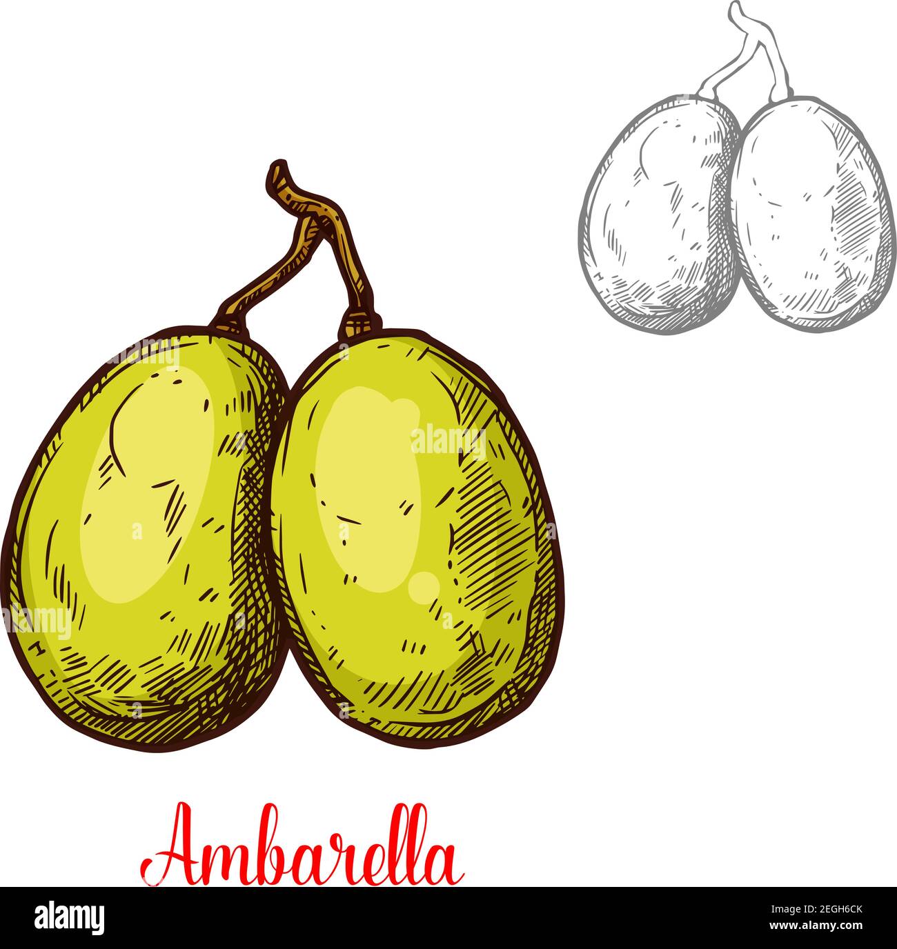 June plum Stock Vector Images - Alamy