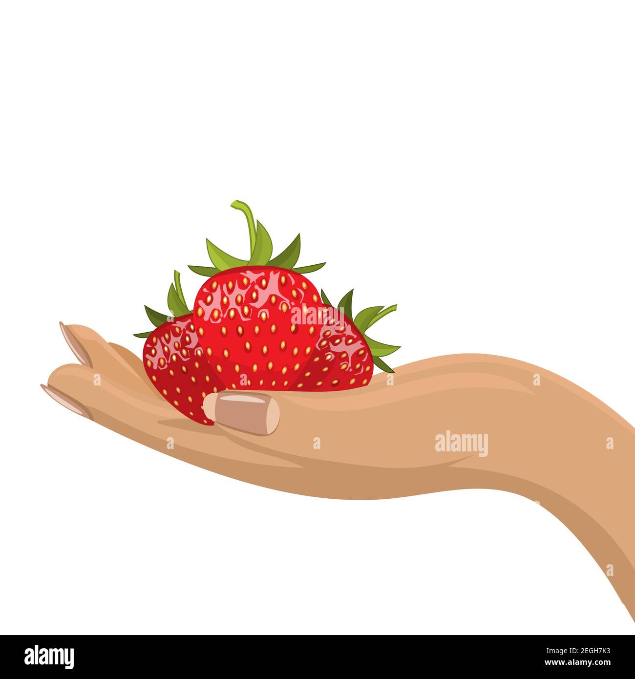 Hands holding red ripe strawberries. Flat and solid color vector ...
