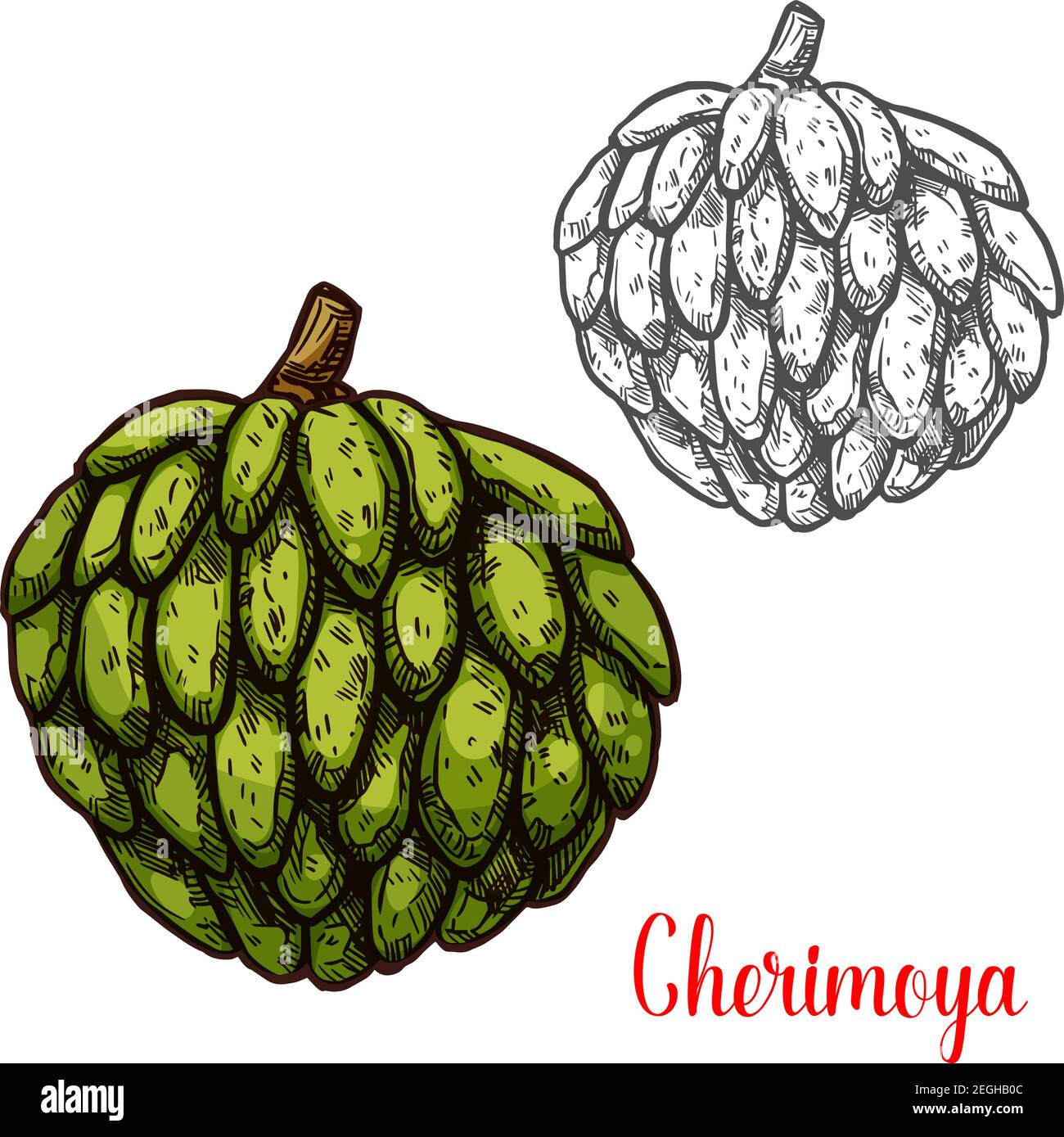 Atis Fruit Drawing