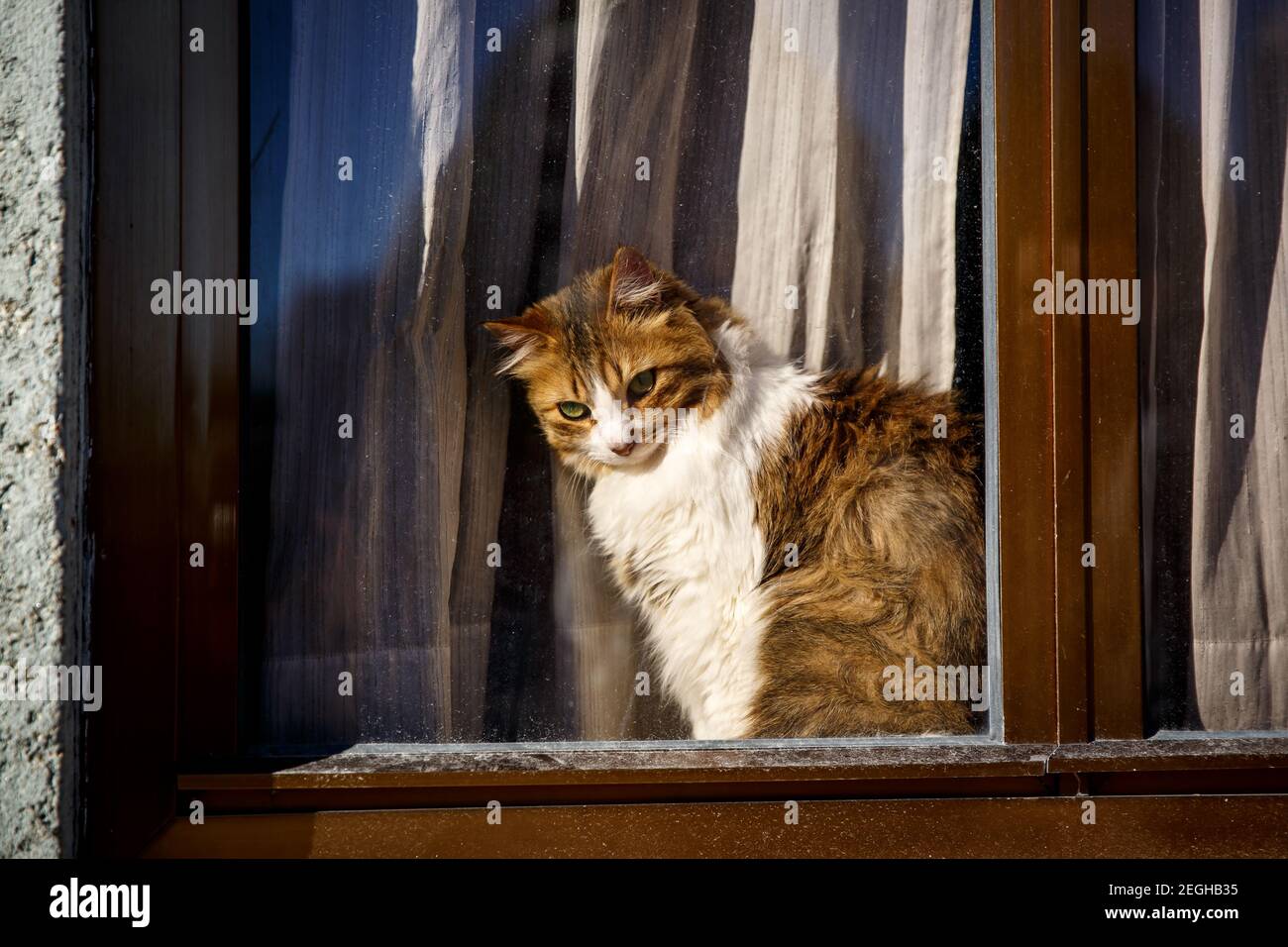 Cute cat sitting on window behind the glass and watching outside ...