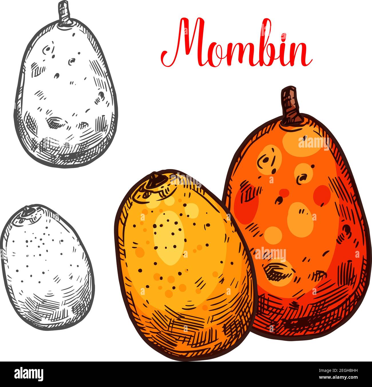 Mombin yellow tropical fruit sketch. Vector botanical design of mombin ...