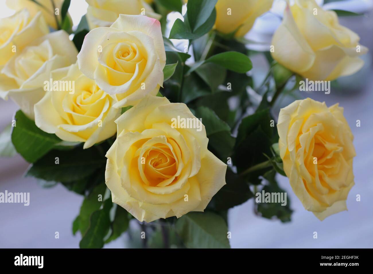 Dozen of roses hi-res stock photography and images - Alamy