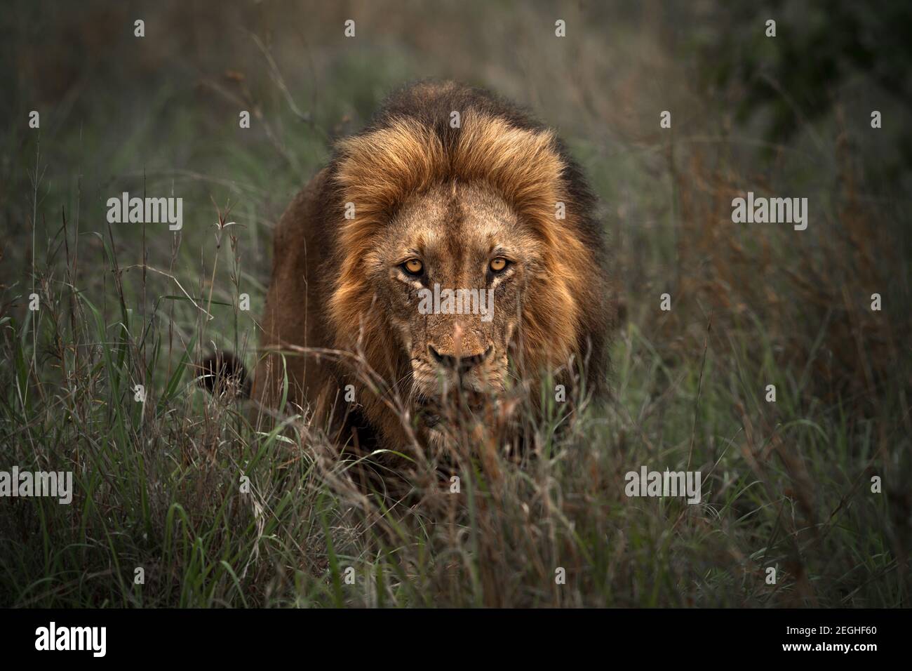 Portrait of a Large, Handsome Lion Lurking in the Grass and Tracking ...