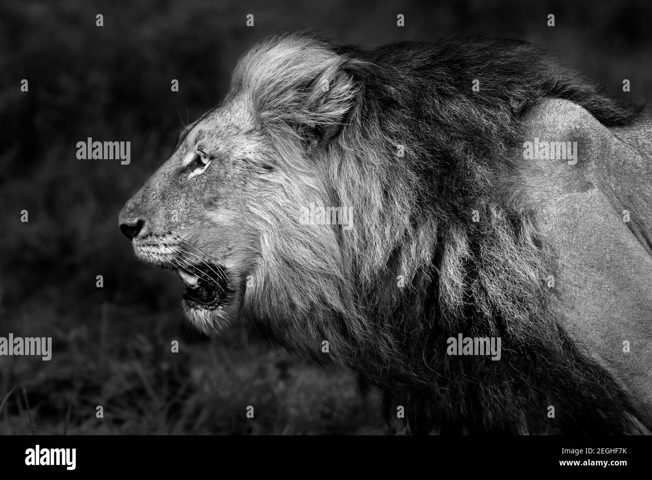 Shaggy beast Black and White Stock Photos & Images - Alamy