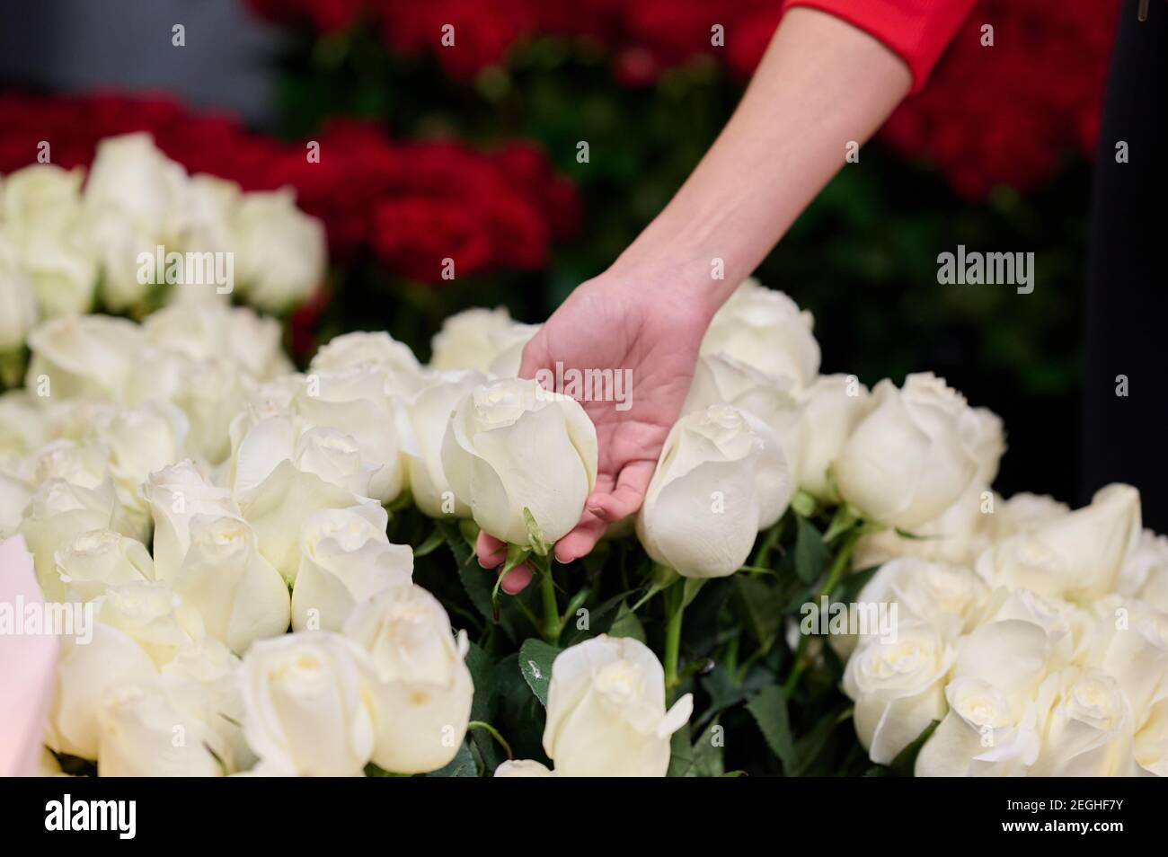 Florist touching white roses with the hand, red roses on the background ...