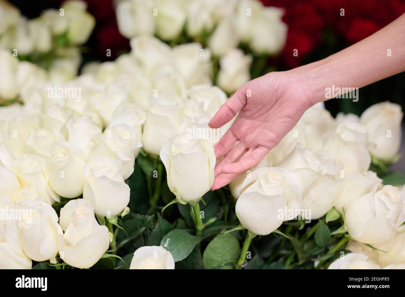 Florist touching white roses hi-res stock photography and images - Alamy
