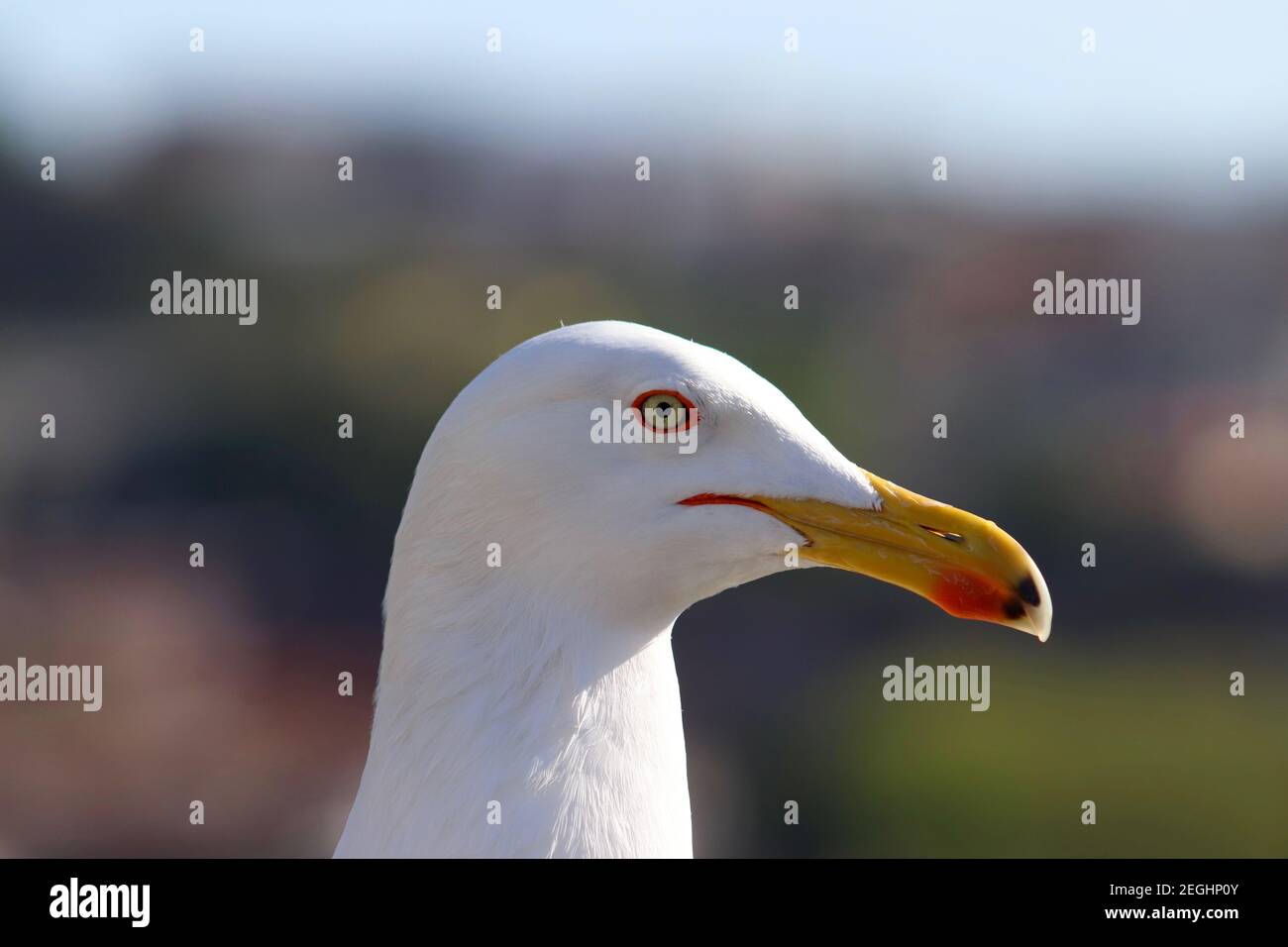 Seagull profile hi-res stock photography and images - Alamy