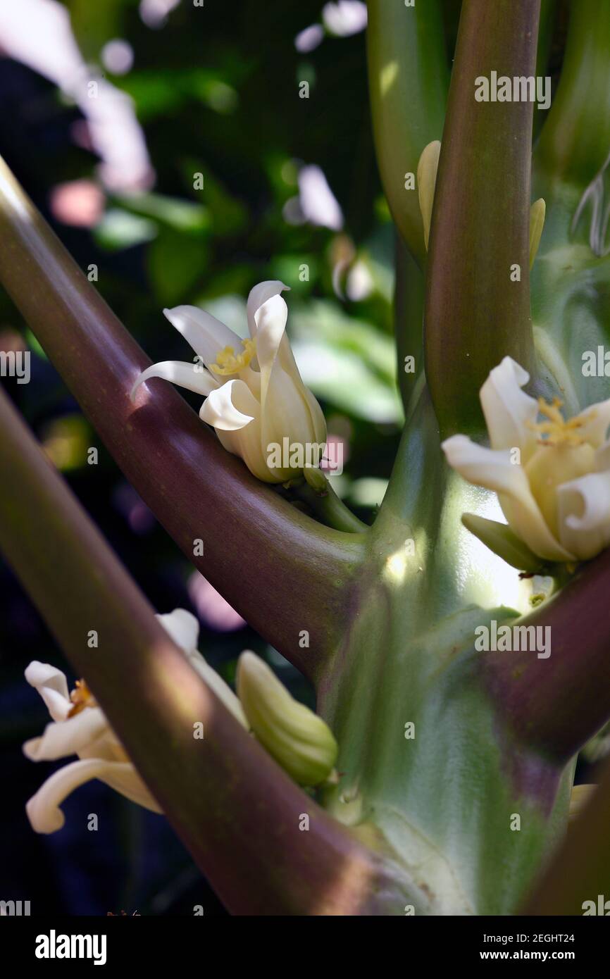 Papaya tree costa rica hi-res stock photography and images - Alamy