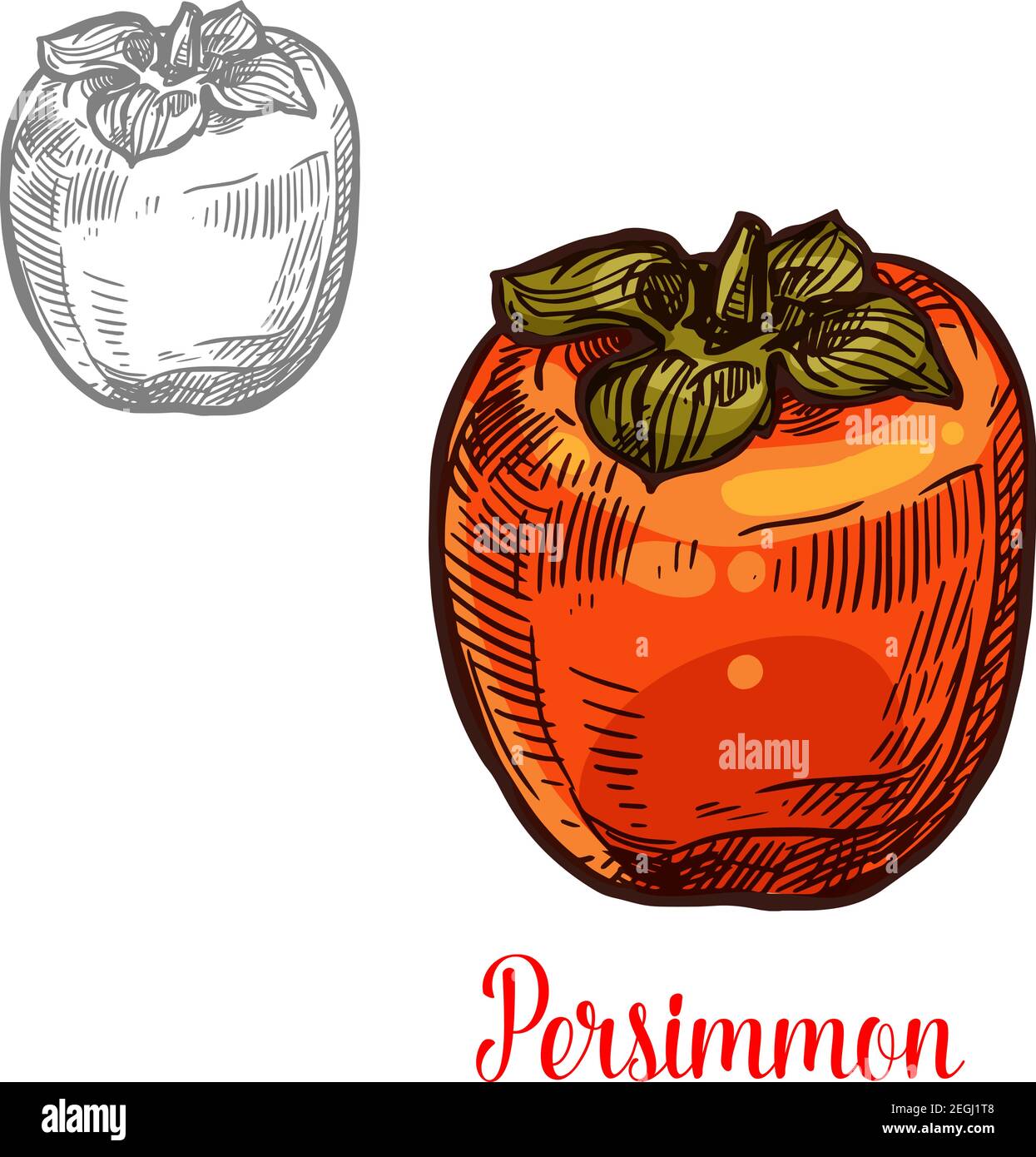 Persimmon fruit isolated sketch of ripe exotic asian berry. Sweet ...