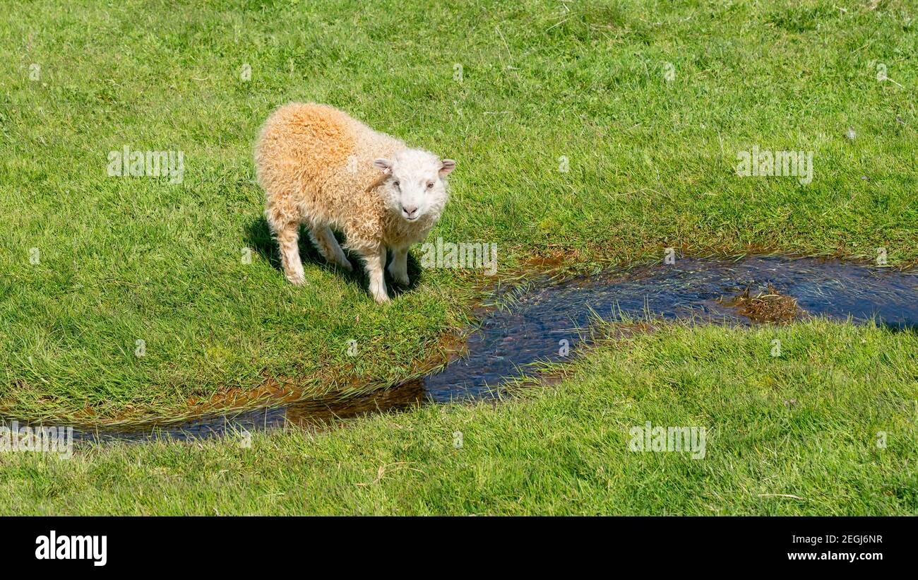 Sheep drinking water from river hi-res stock photography and images - Alamy