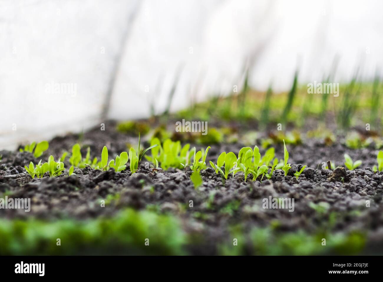Young lettuce sprouts grow in the soil in a home greenhouse. Home ...