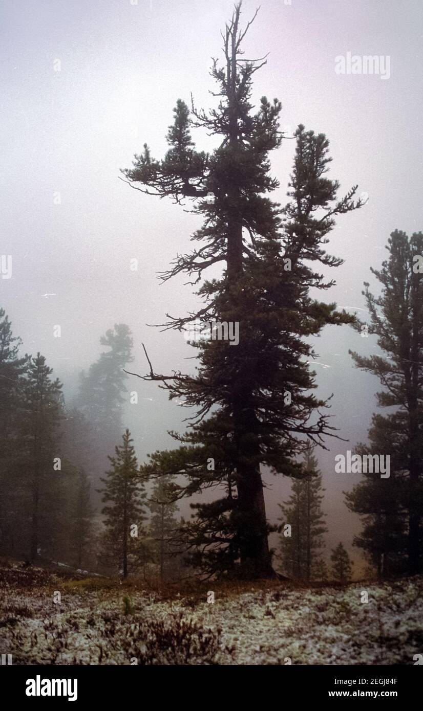 Gnarled cedar tree hi-res stock photography and images - Alamy