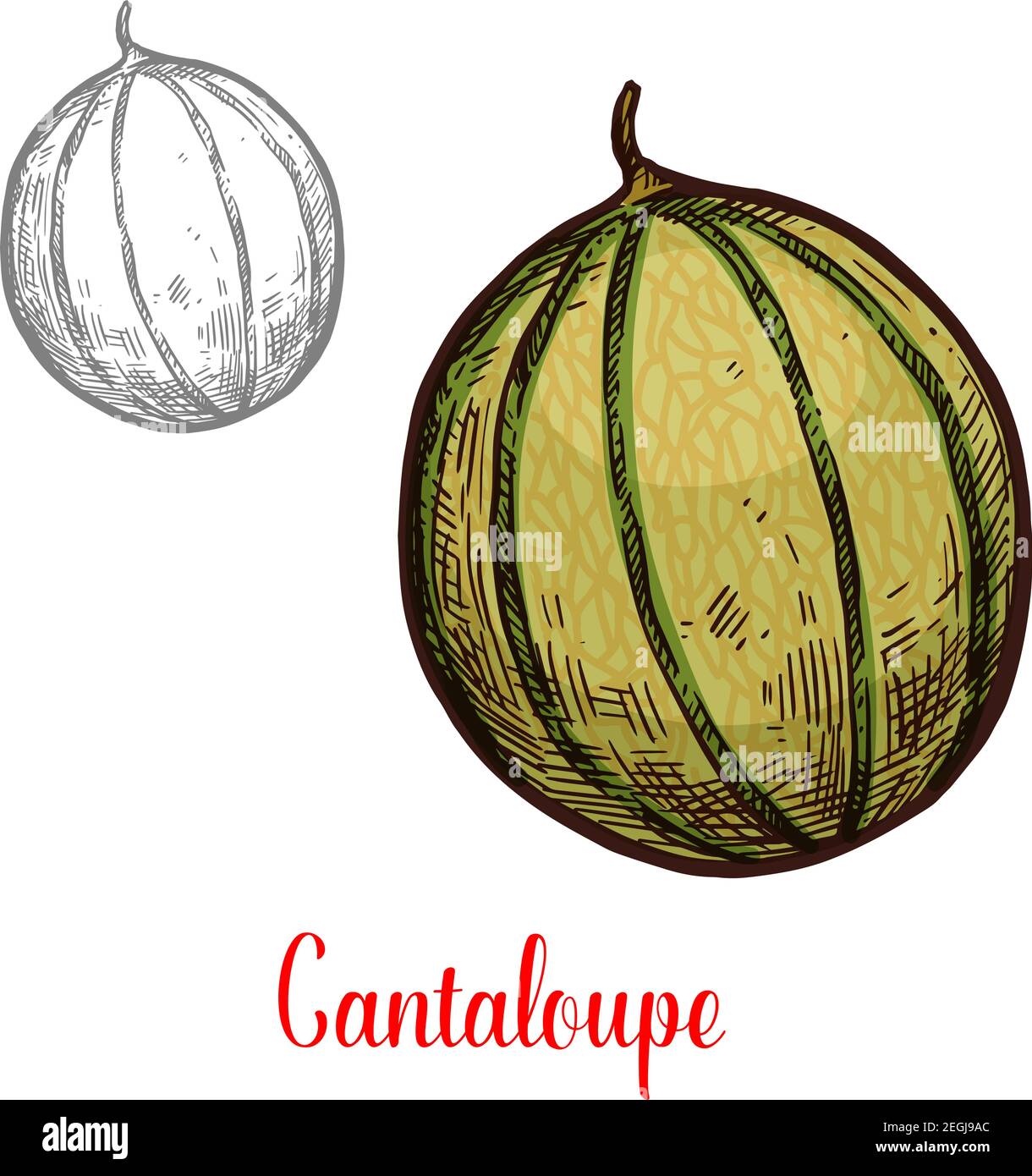 Food concept single fresh Stock Vector Images - Alamy