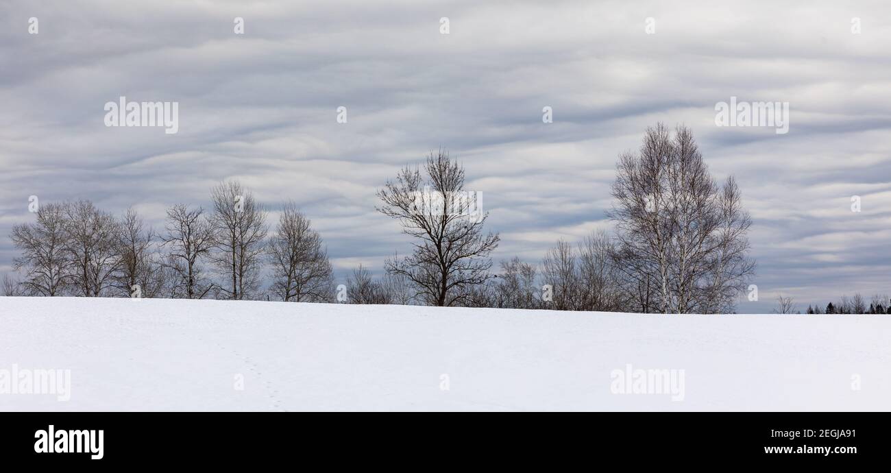 February landscape in northern Wisconsin Stock Photo - Alamy